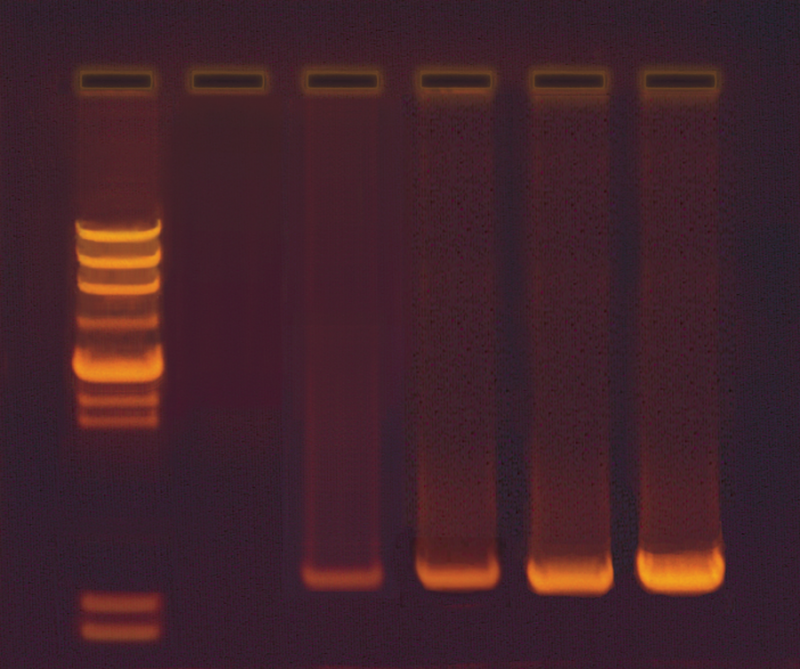 Amplification of DNA by PCR » BioTek
