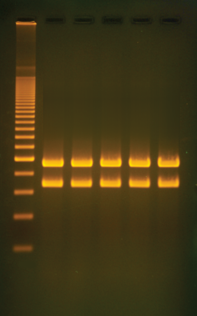 Mitochondrial DNA Analysis Using PCR » BioTek
