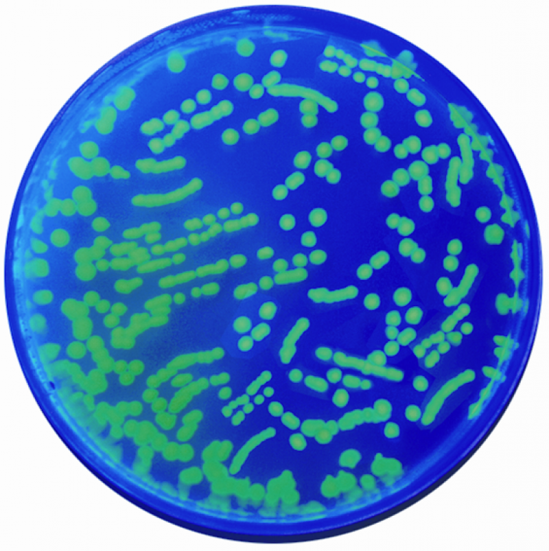 Transformation with the Gene for GFP- Green Fluorescence » BioTek