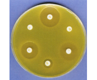 Microbiology » BioTek